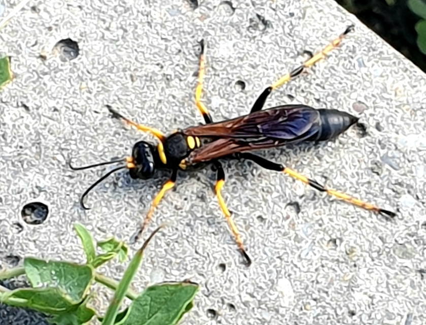 feketenyelű lopódarázs - Sceliphron caementarium