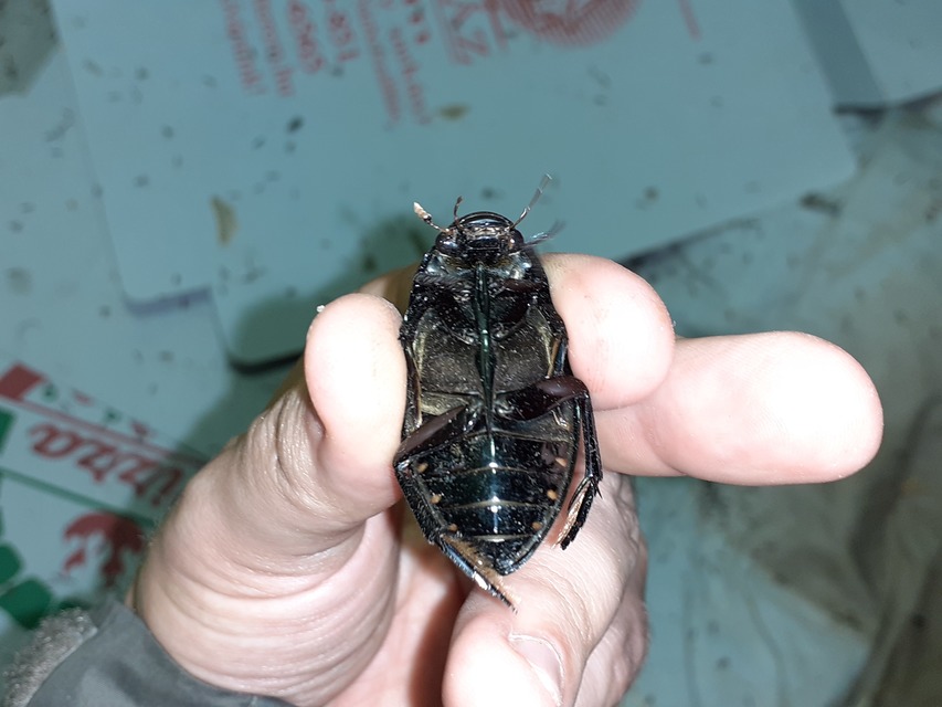 fekete óriáscsibor - Hydrophilus aterrimus