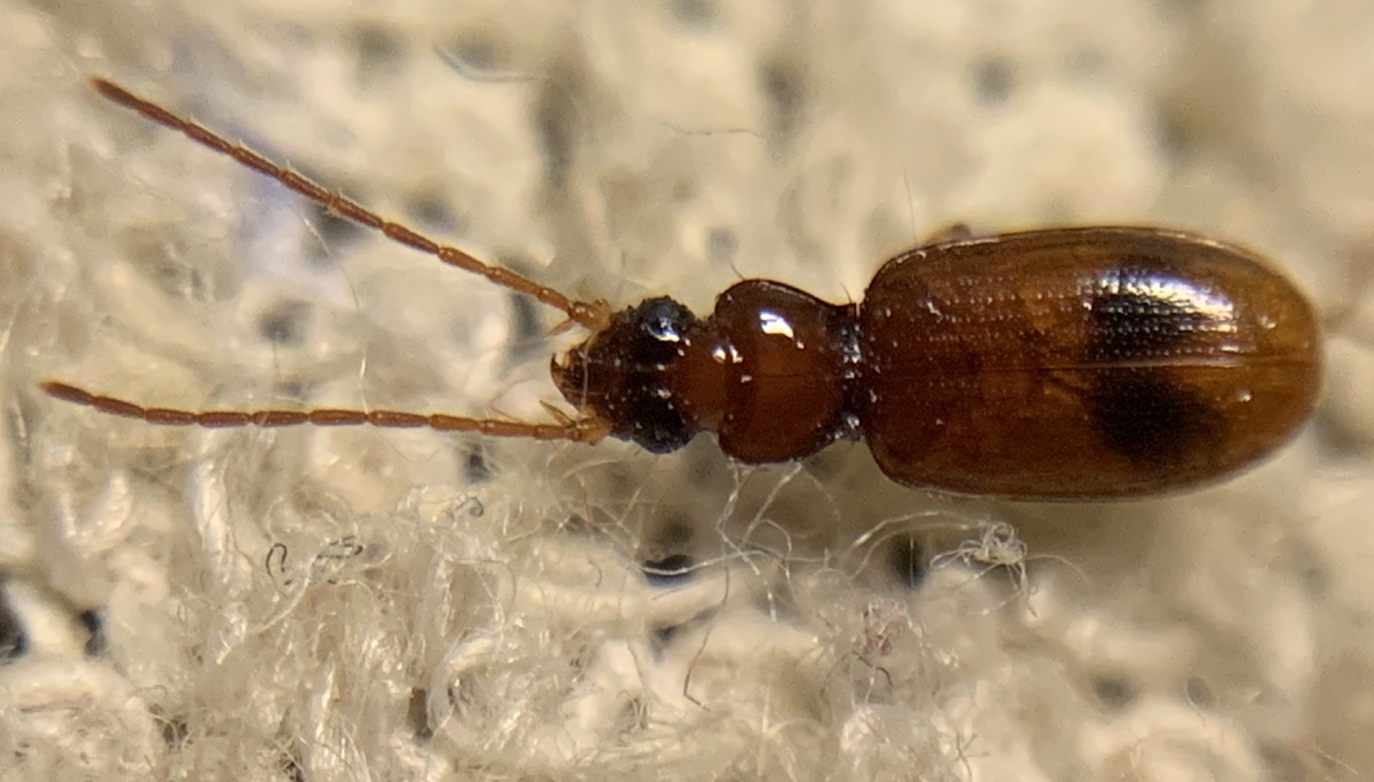 szalagos fürgefutonc - Blemus discus