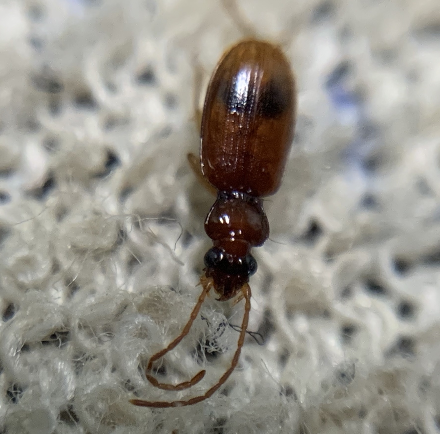 szalagos fürgefutonc - Blemus discus