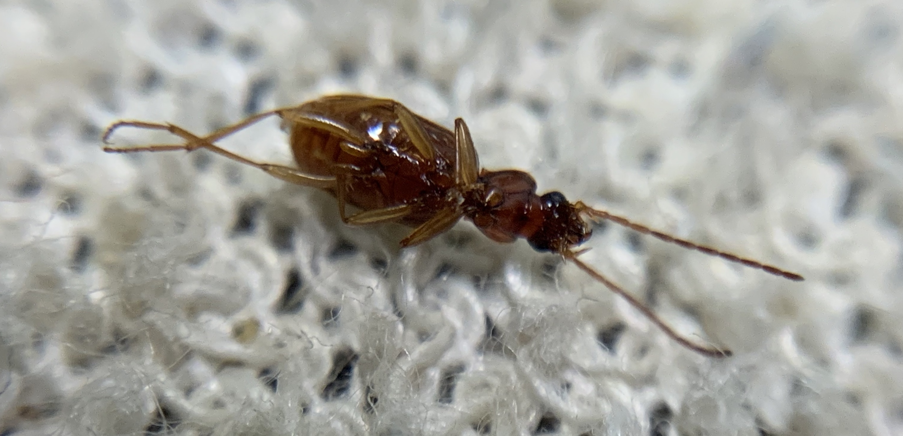 szalagos fürgefutonc - Blemus discus