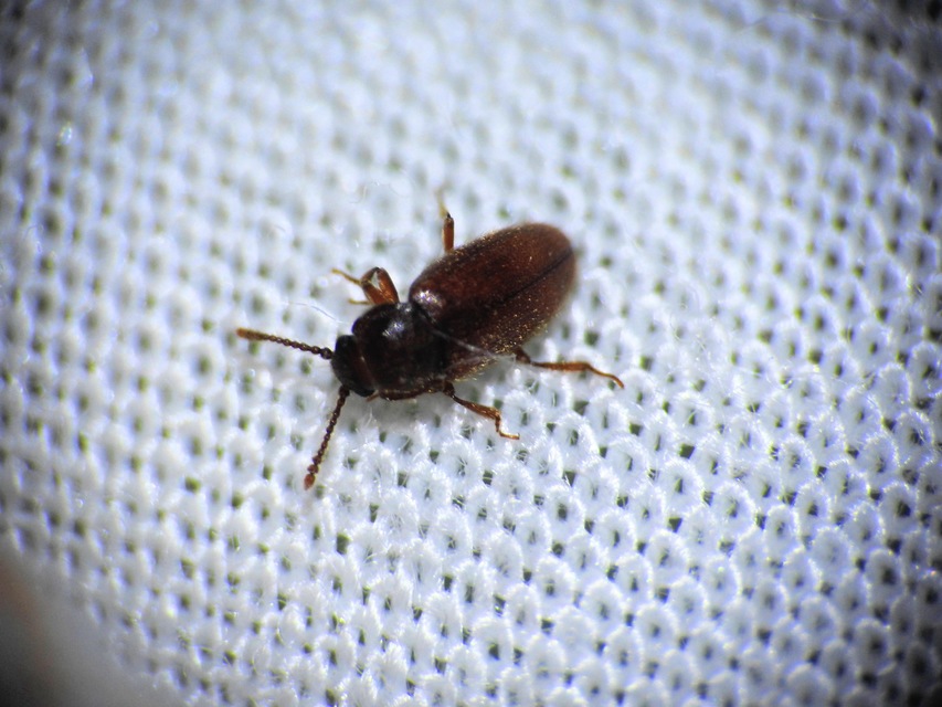 halvány szőröstarbogár - Cryptophilus integer