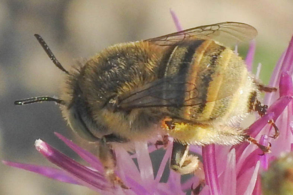 Anthophora