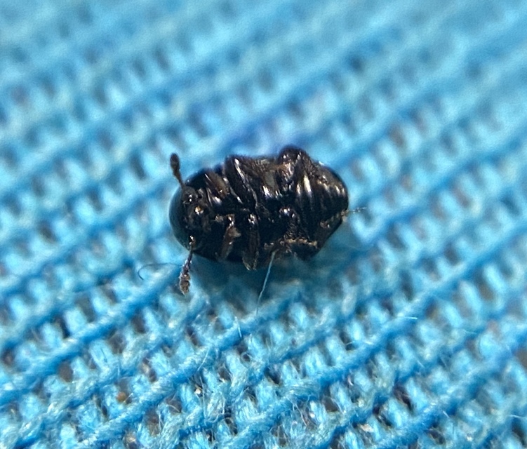 sötét szegélyes-gombabogárka - Hydnobius punctatus