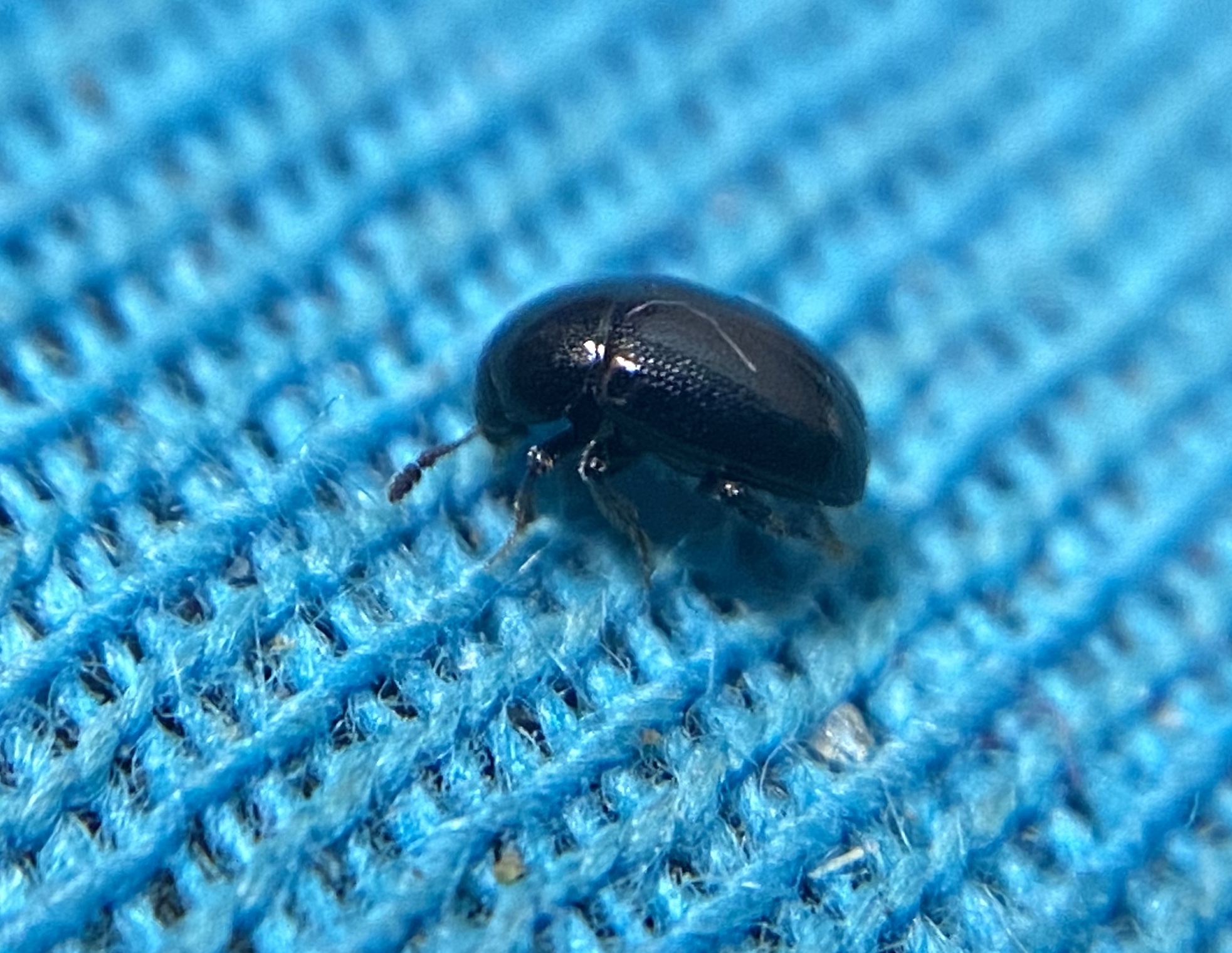 sötét szegélyes-gombabogárka - Hydnobius punctatus