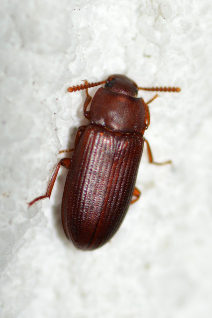 Cynaeus angustus