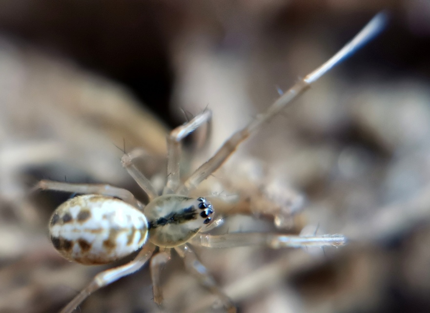 Microlinyphia impigra