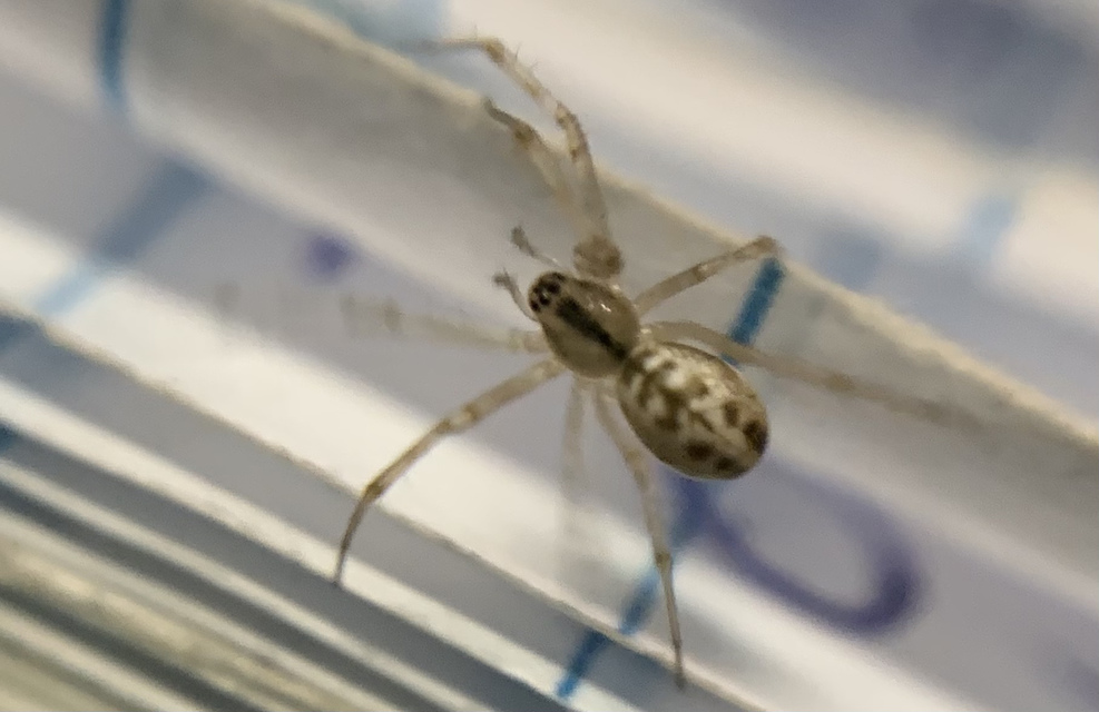 Microlinyphia impigra