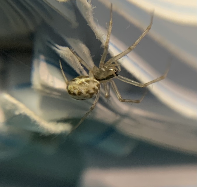 Microlinyphia impigra