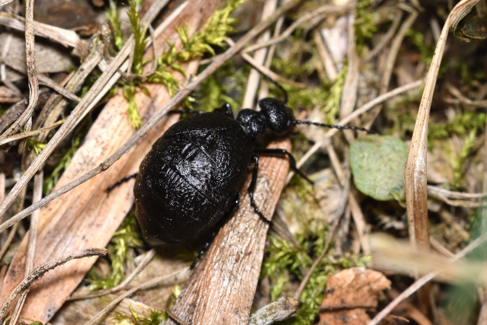 ráncos nünüke - Meloe rugosus