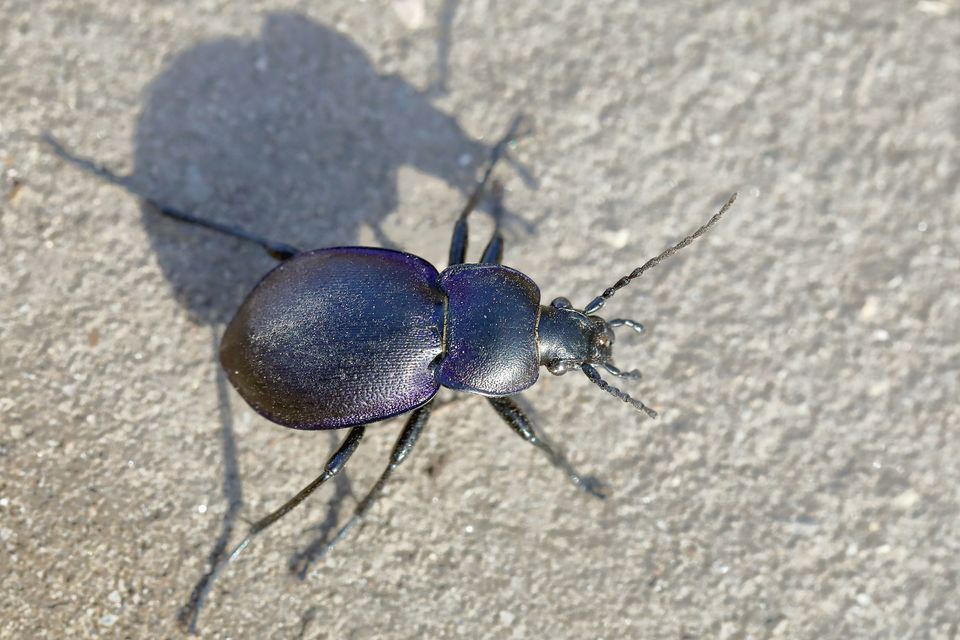 selymes futrinka - Carabus convexus