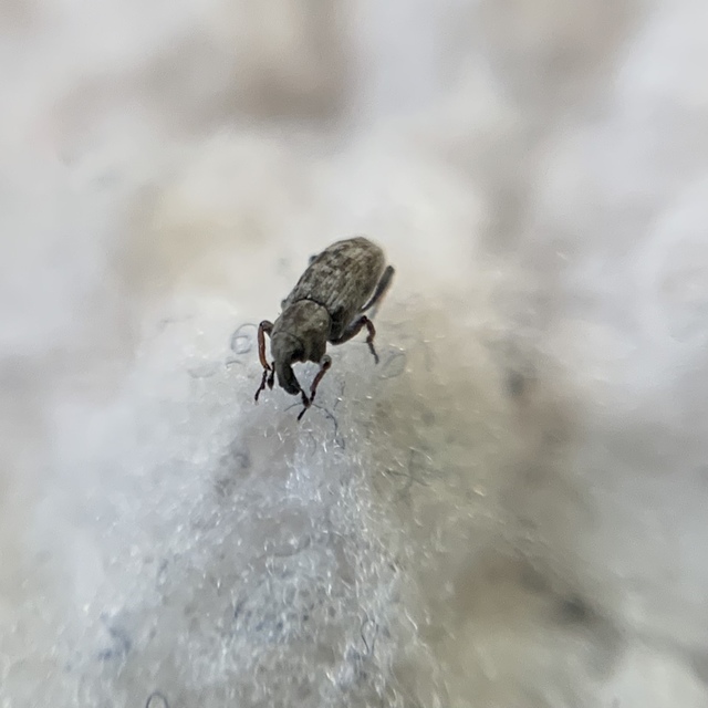 boglárka-víziormányos - Bagous tempestivus