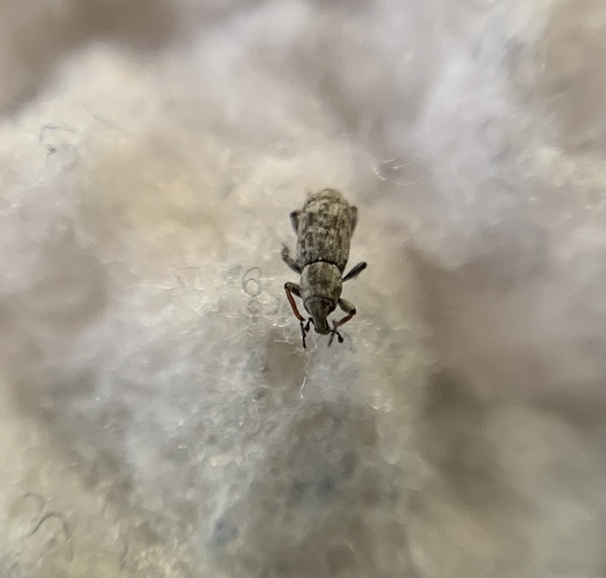 boglárka-víziormányos - Bagous tempestivus