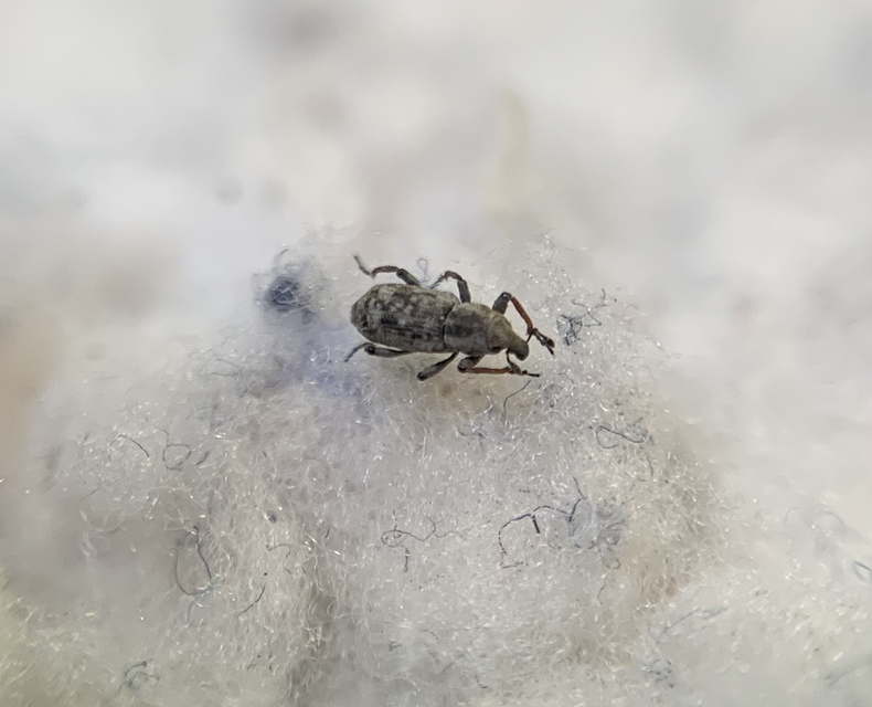 boglárka-víziormányos - Bagous tempestivus