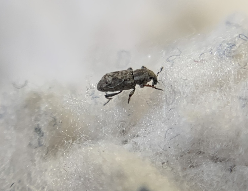 boglárka-víziormányos - Bagous tempestivus