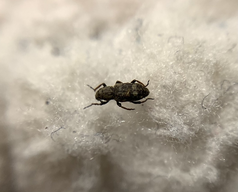 boglárka-víziormányos - Bagous tempestivus