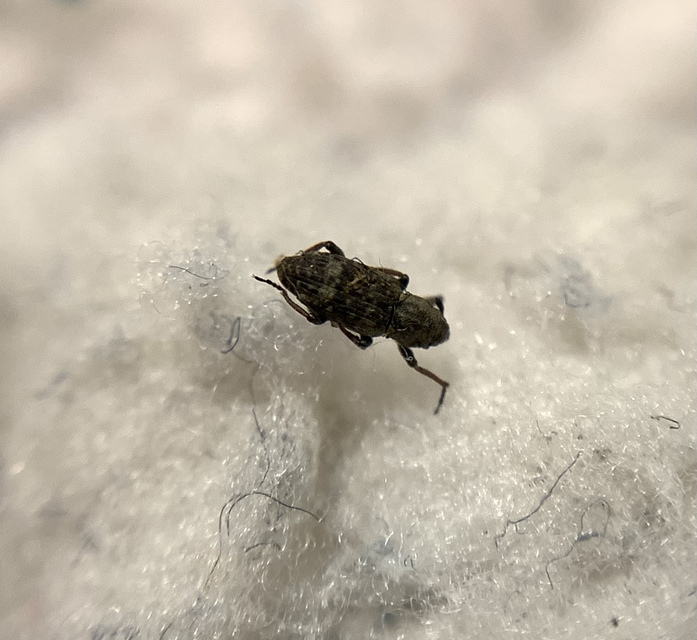 boglárka-víziormányos - Bagous tempestivus