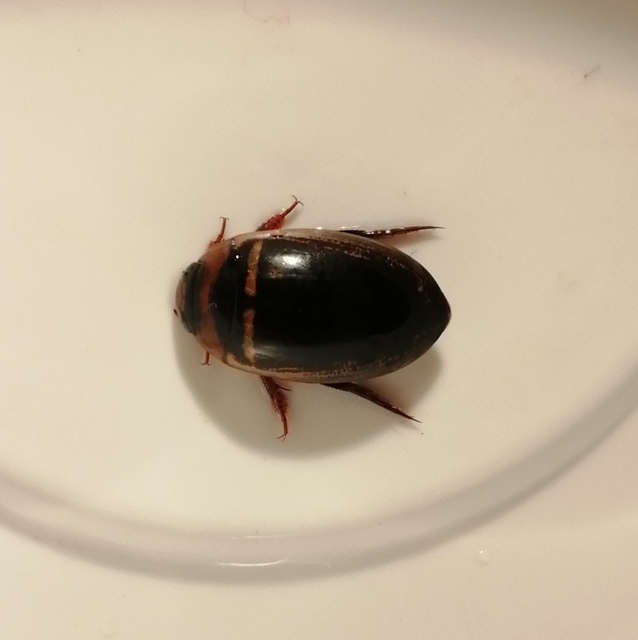 harántsávos mocsáricsíkbogár - Hydaticus transversalis