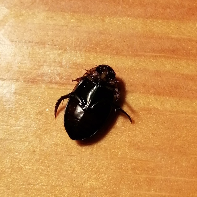 harántsávos mocsáricsíkbogár - Hydaticus transversalis