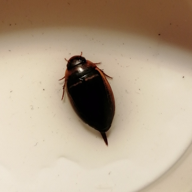 harántsávos mocsáricsíkbogár - Hydaticus transversalis