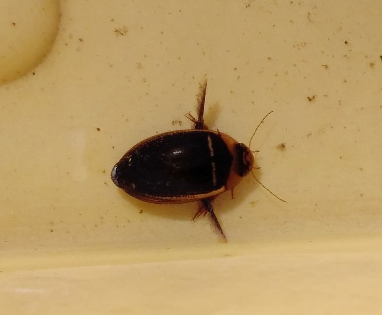 harántsávos mocsáricsíkbogár - Hydaticus transversalis