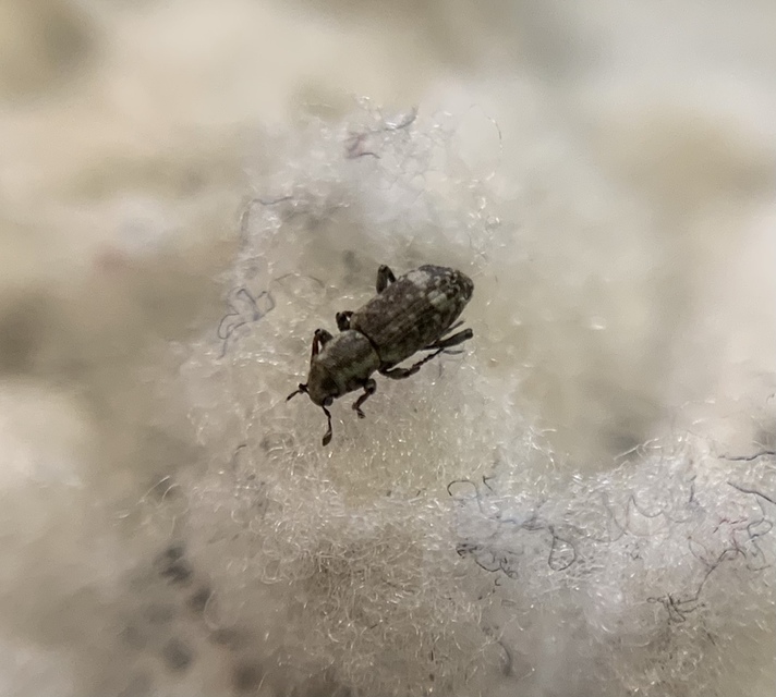 boglárka-víziormányos - Bagous tempestivus