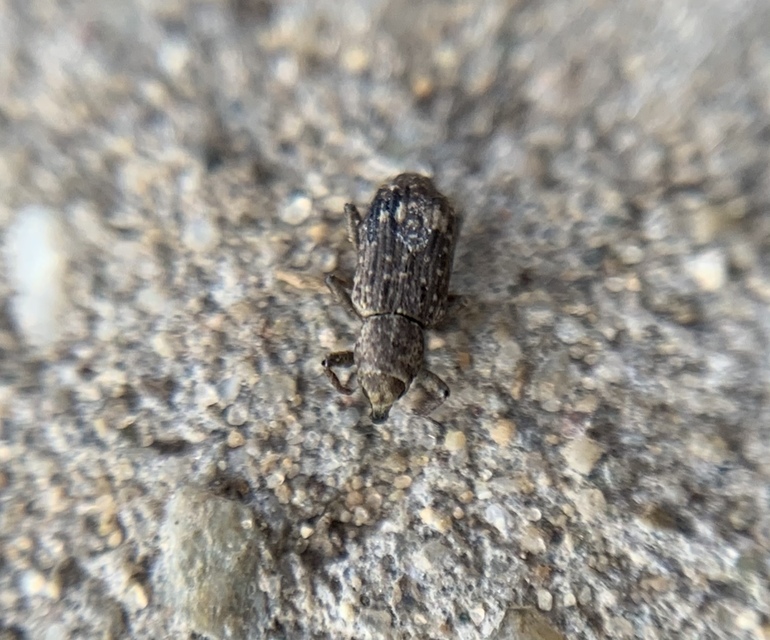 boglárka-víziormányos - Bagous tempestivus