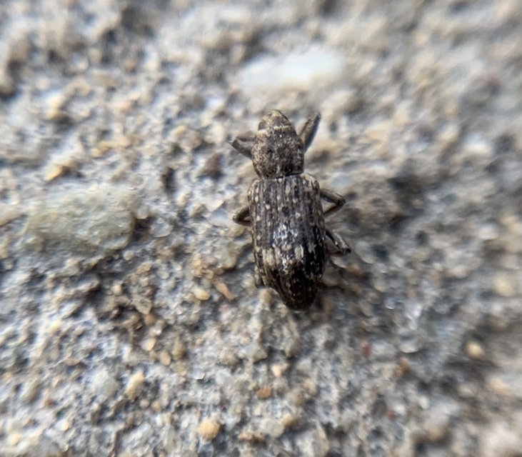 boglárka-víziormányos - Bagous tempestivus