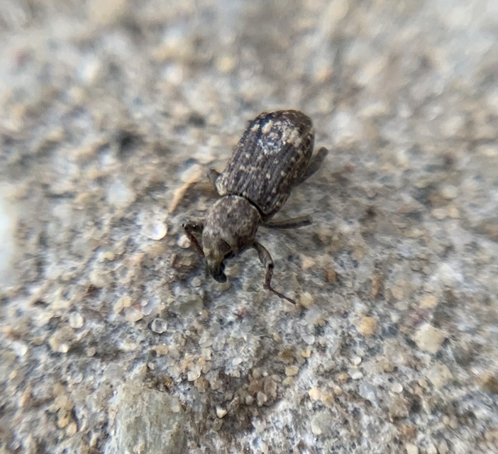 boglárka-víziormányos - Bagous tempestivus