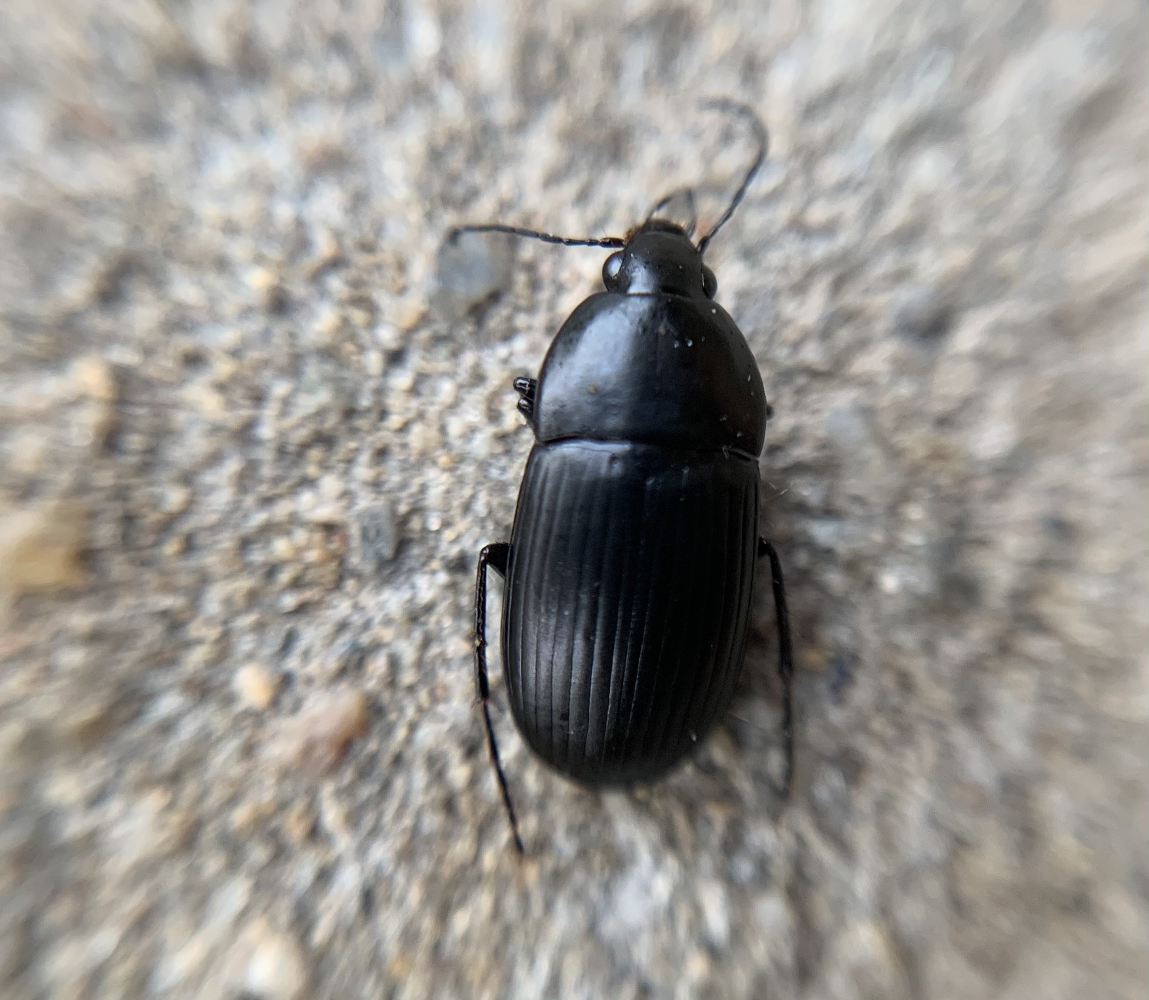 széles merülőfutó - Oodes helopioides