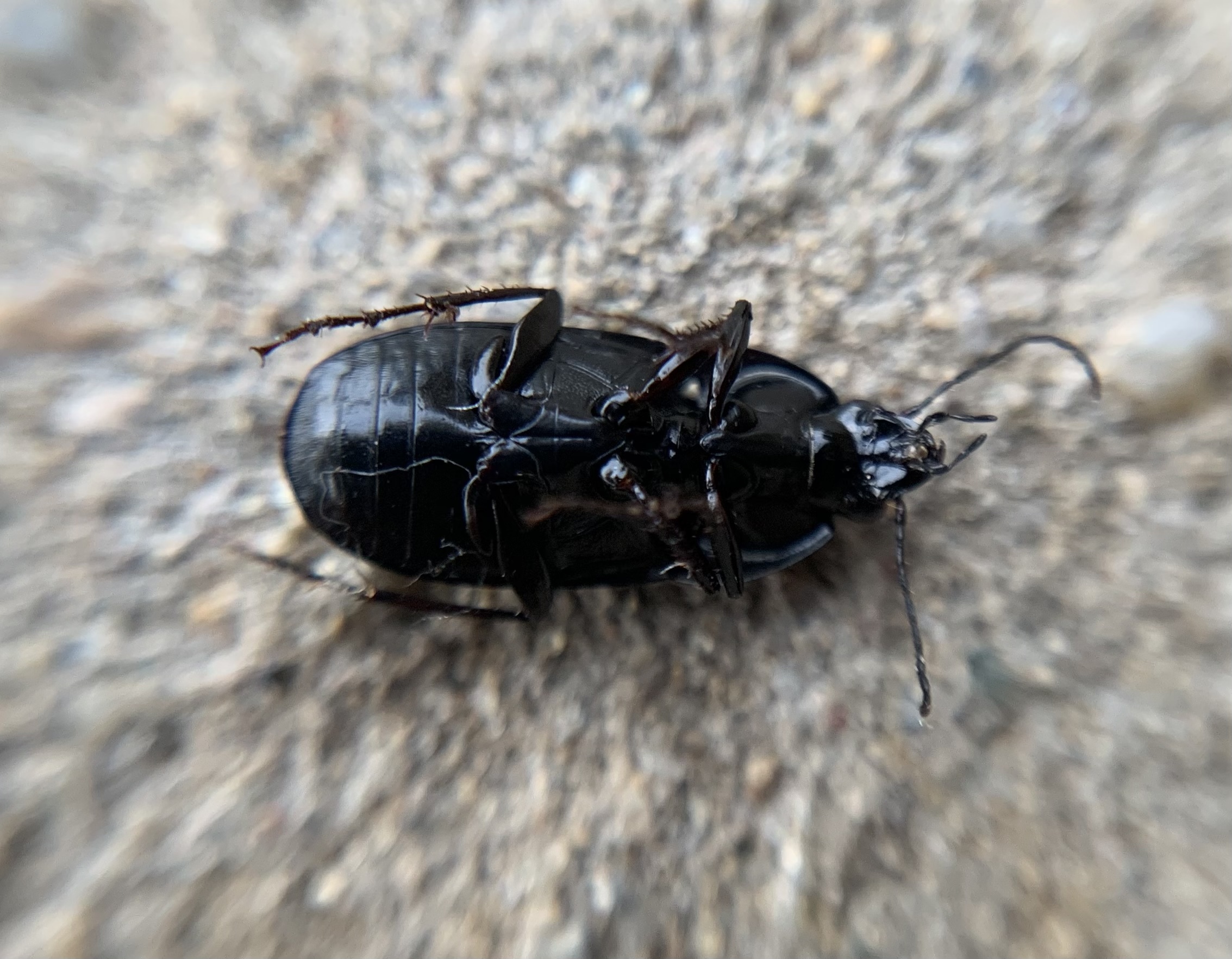 széles merülőfutó - Oodes helopioides