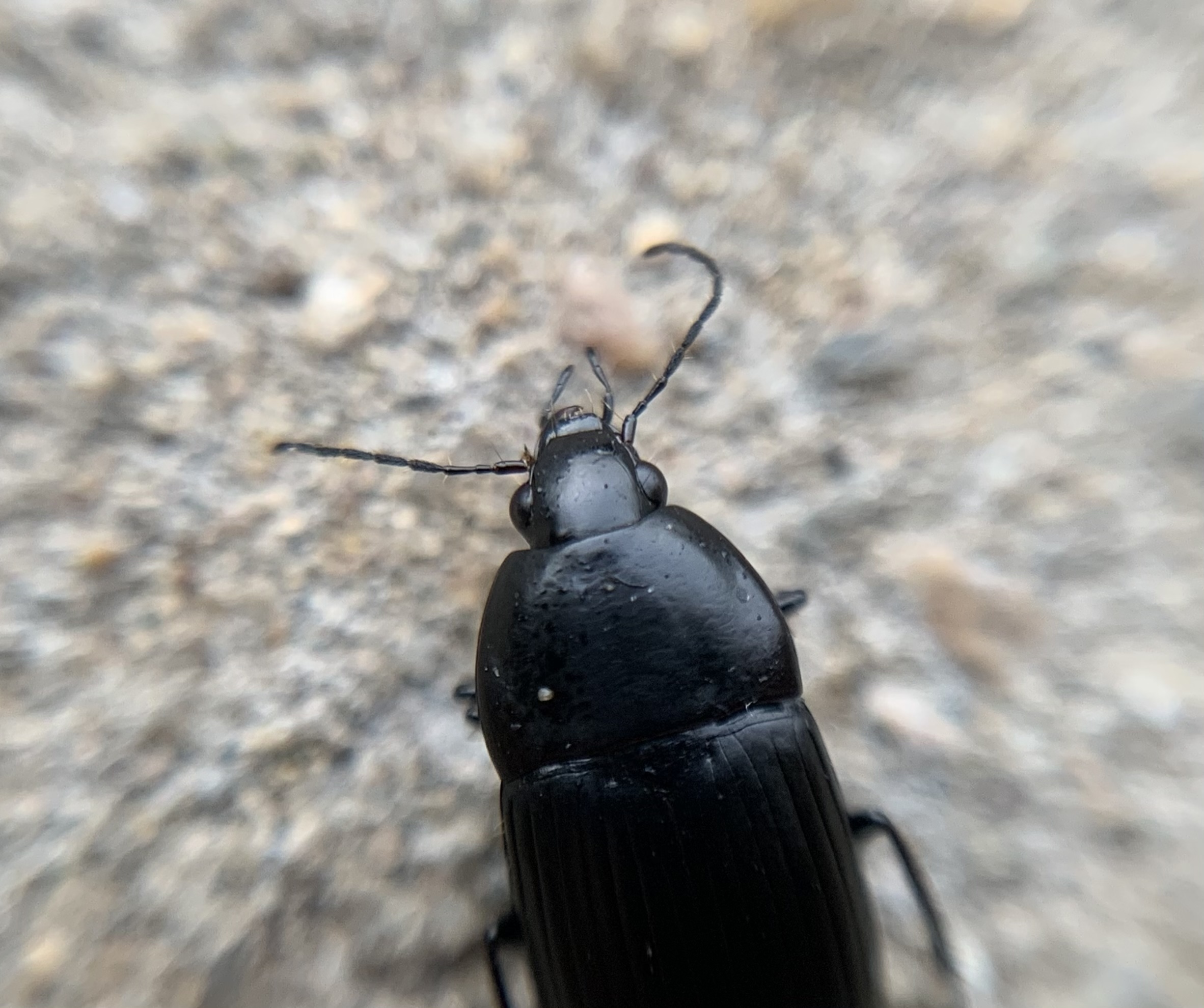 széles merülőfutó - Oodes helopioides