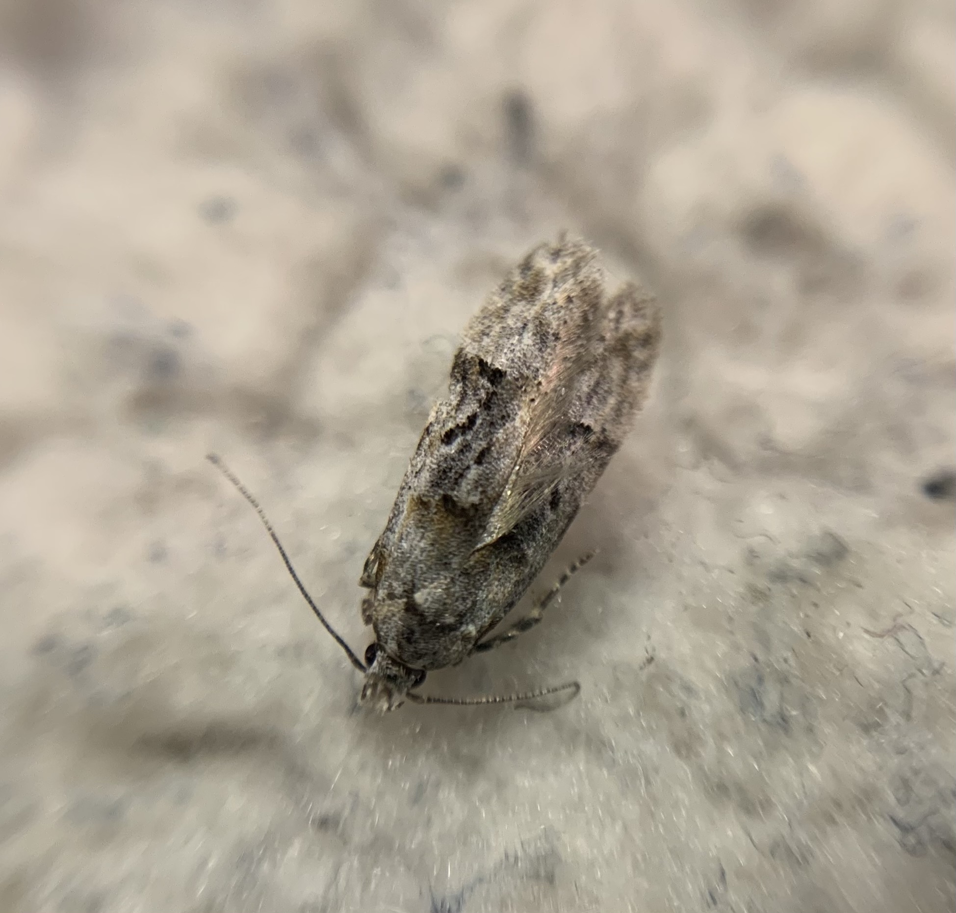 patkós borzasmoly - Altenia scriptella