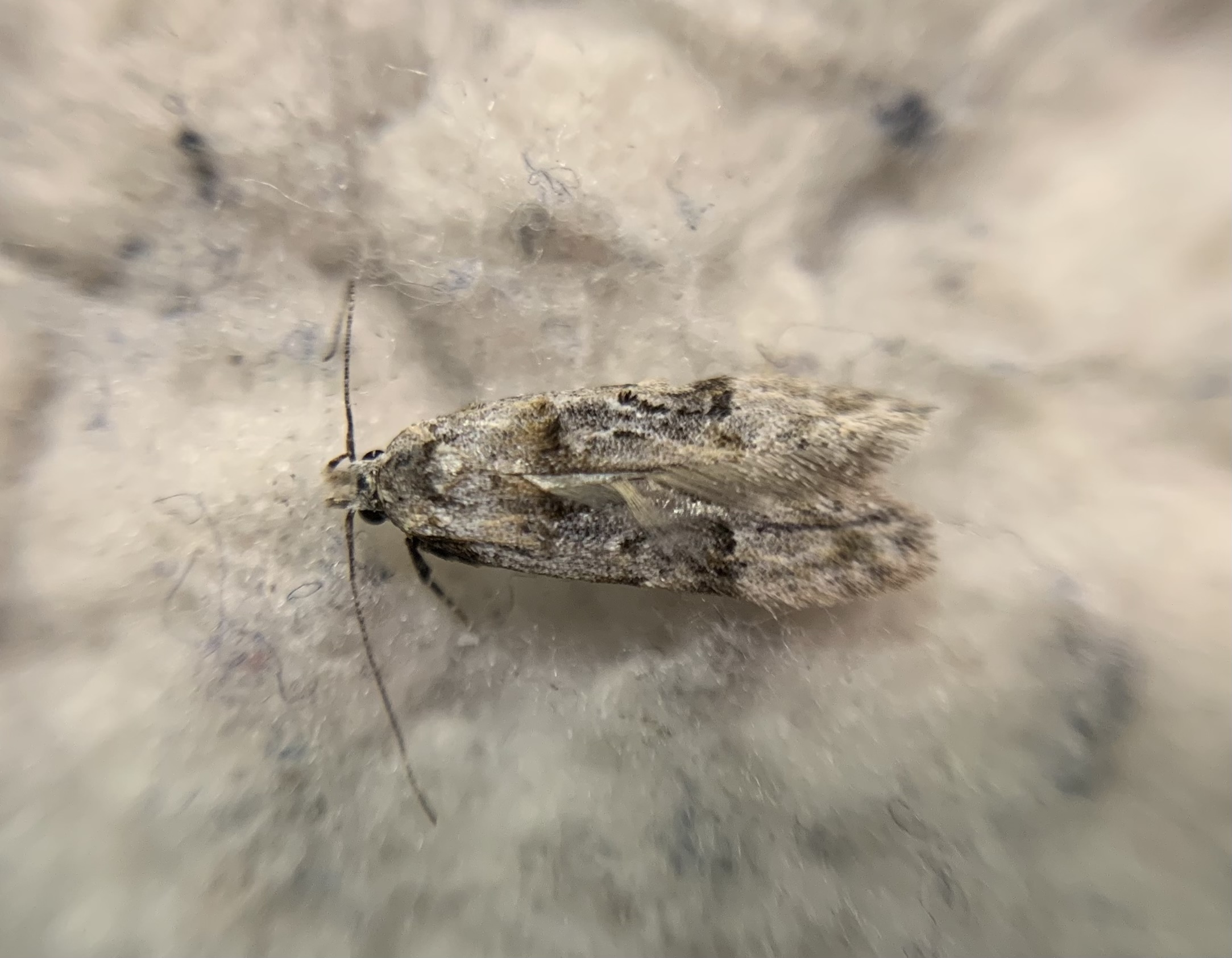 patkós borzasmoly - Altenia scriptella