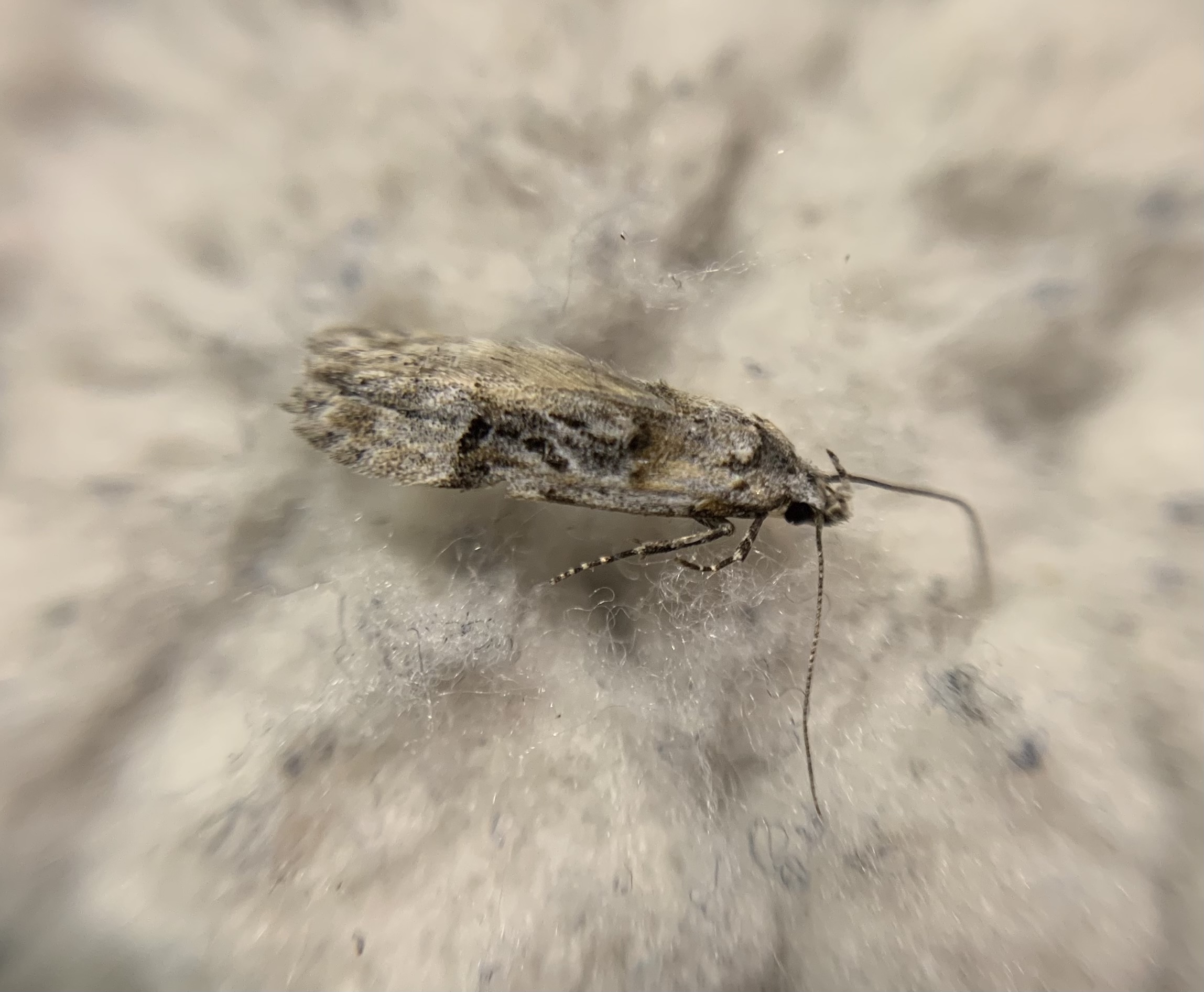 patkós borzasmoly - Altenia scriptella