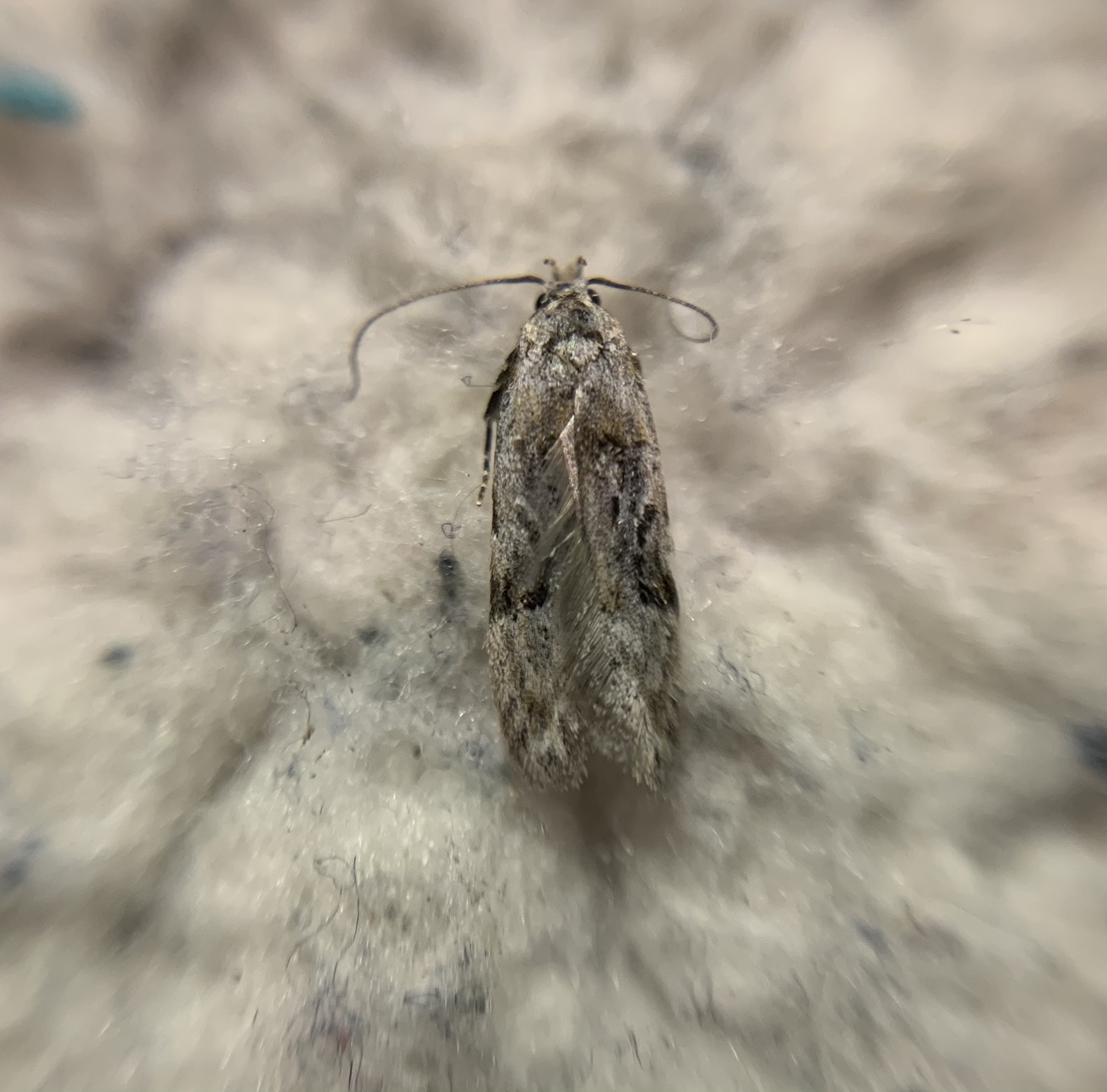 patkós borzasmoly - Altenia scriptella