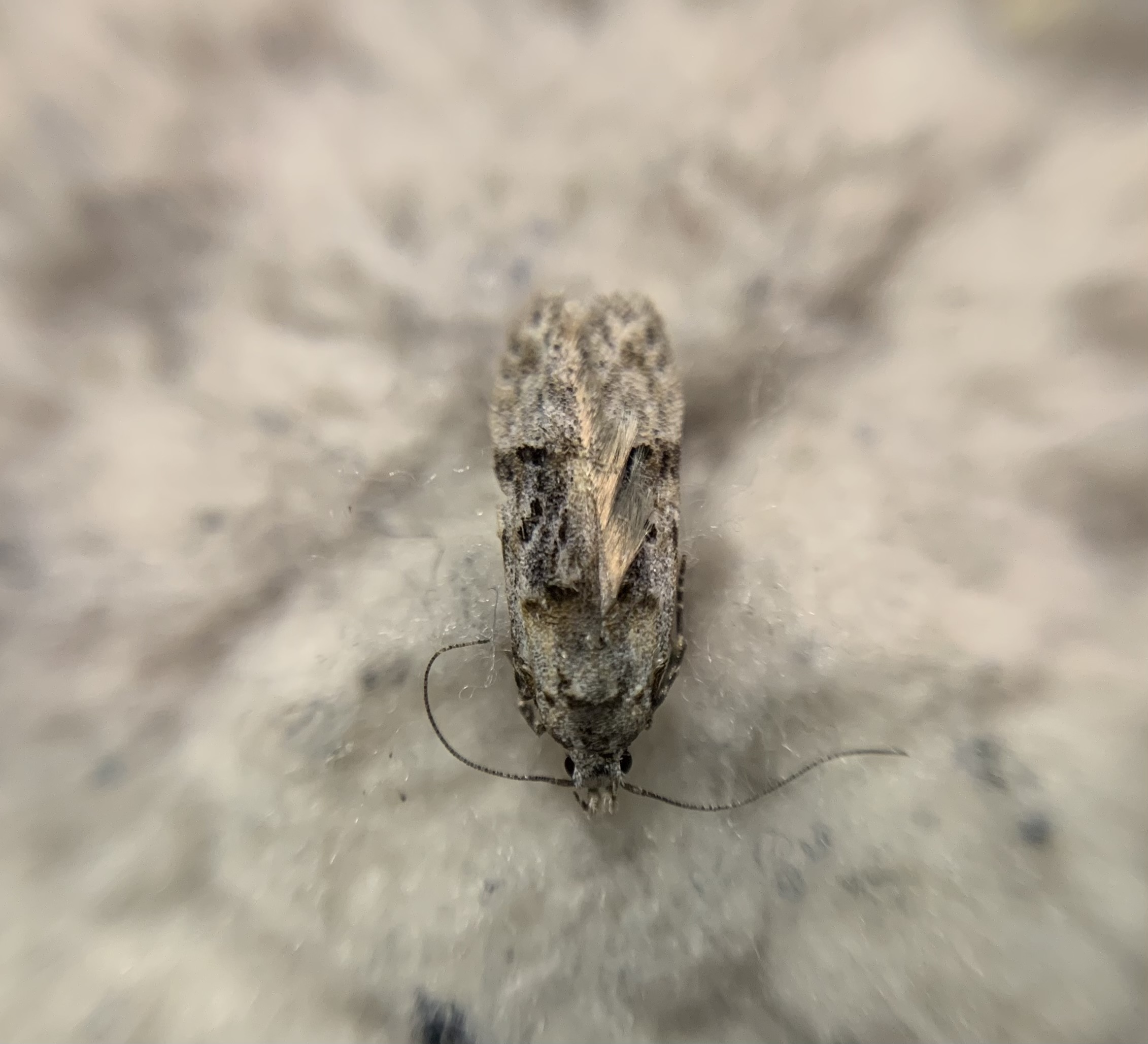 patkós borzasmoly - Altenia scriptella