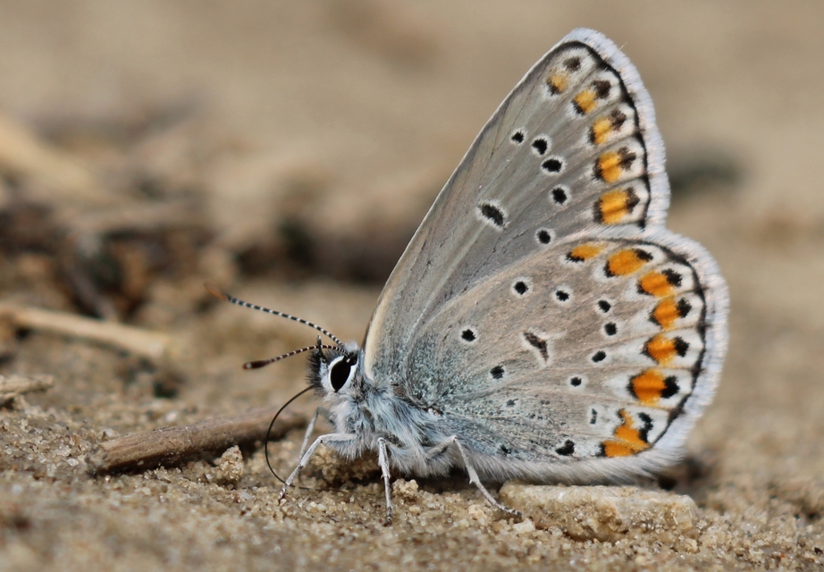fóti boglárka - Plebejus sephirus