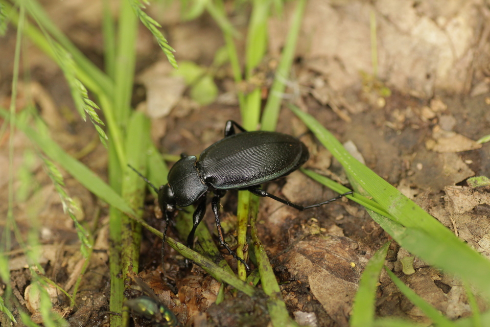 beregi futrinka - Carabus hampei