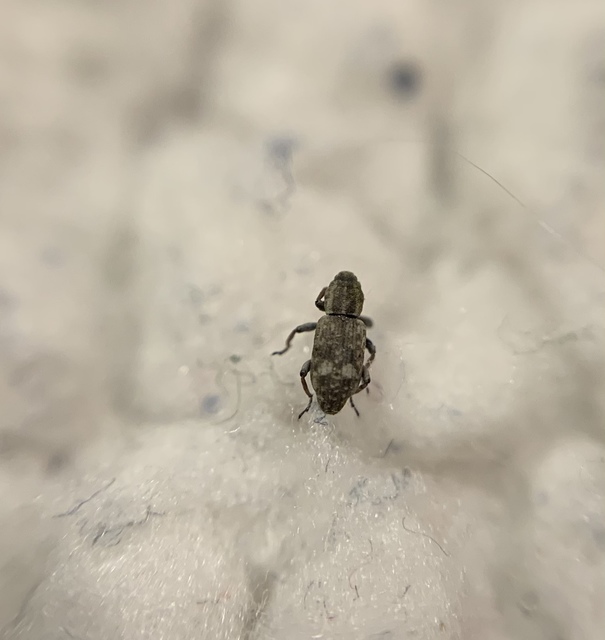 boglárka-víziormányos - Bagous tempestivus