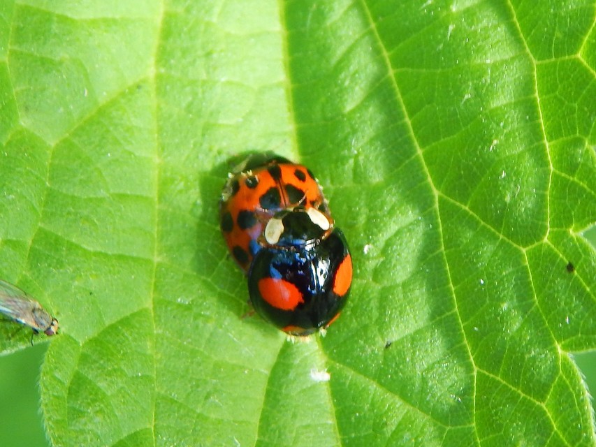 harlekinkatica - Harmonia axyridis