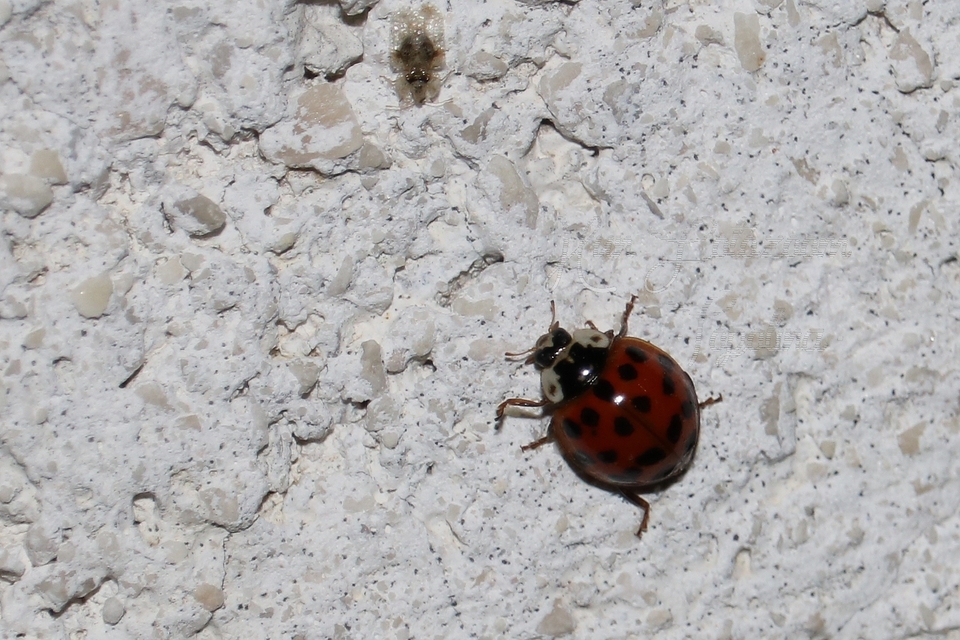 harlekinkatica - Harmonia axyridis