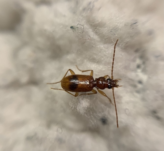 szalagos fürgefutonc - Blemus discus