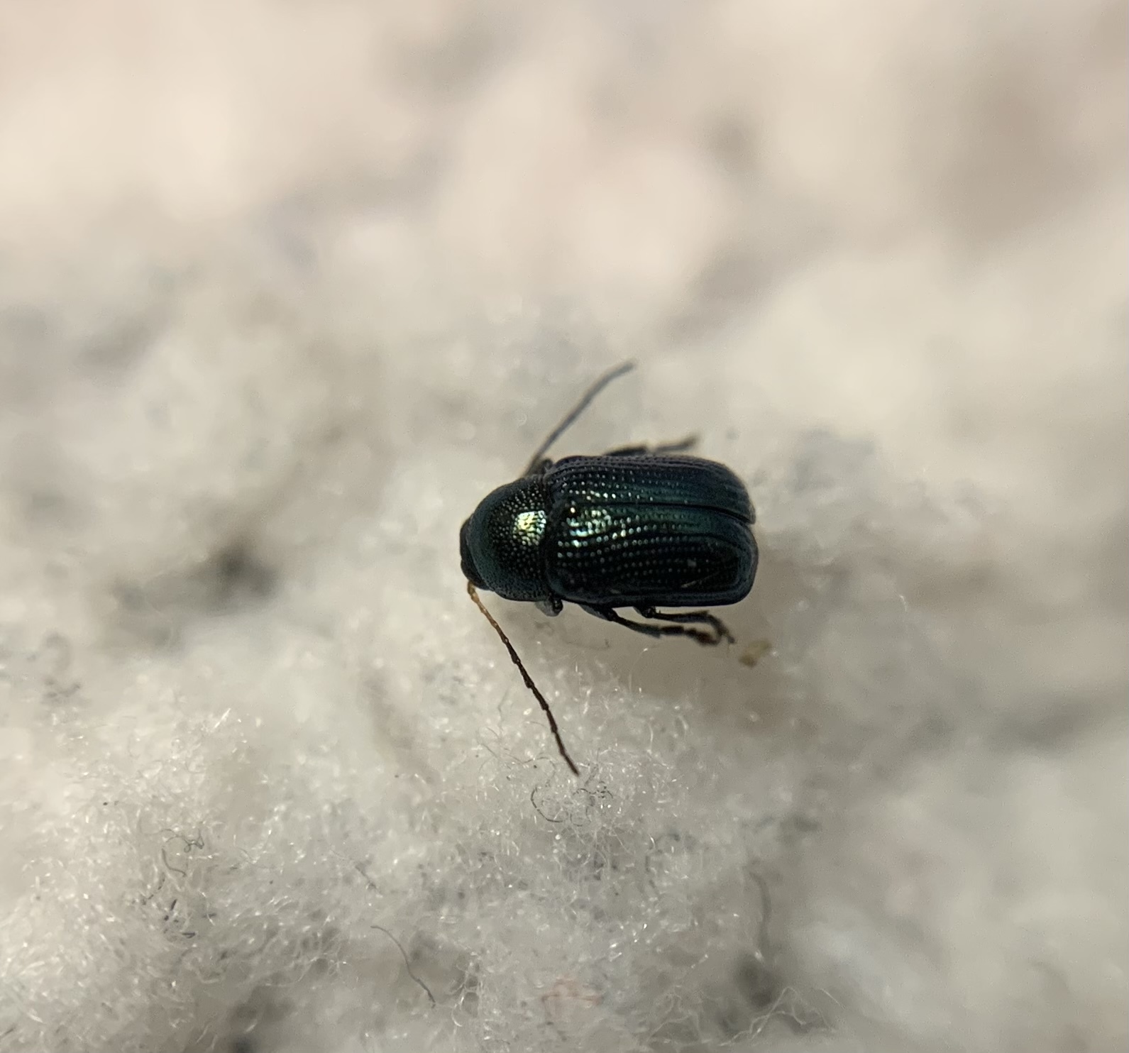 Cryptocephalus parvulus