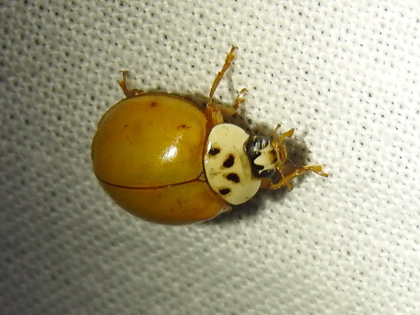 harlekinkatica - Harmonia axyridis