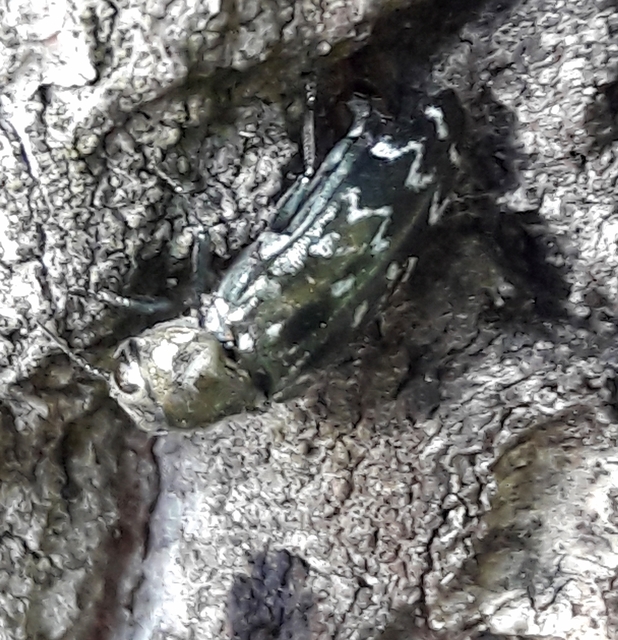 hullámos díszbogár - Coraebus undatus