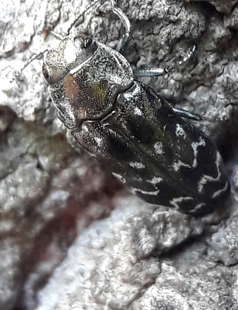 hullámos díszbogár - Coraebus undatus