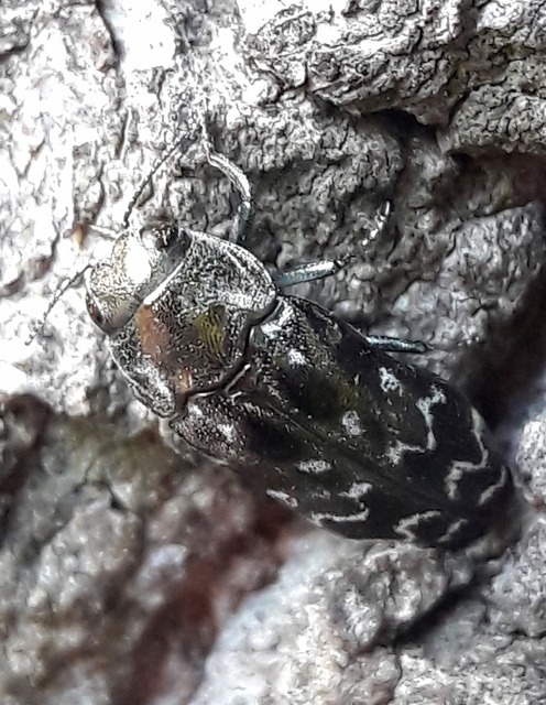 hullámos díszbogár - Coraebus undatus