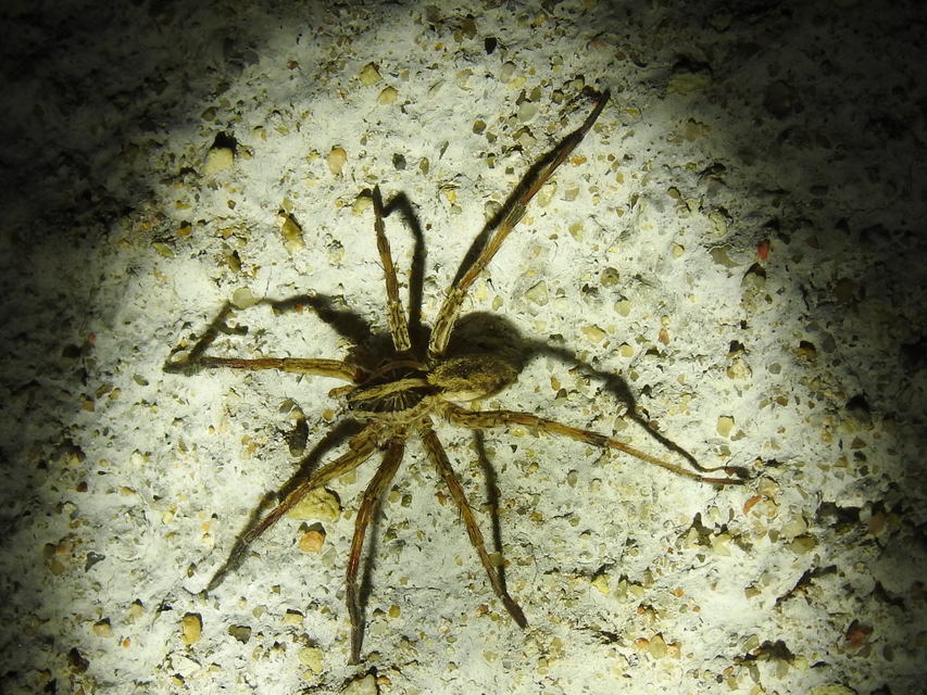 réti farkaspók - Hogna radiata