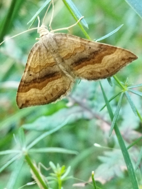 libatop-araszoló - Scotopteryx chenopodiata
